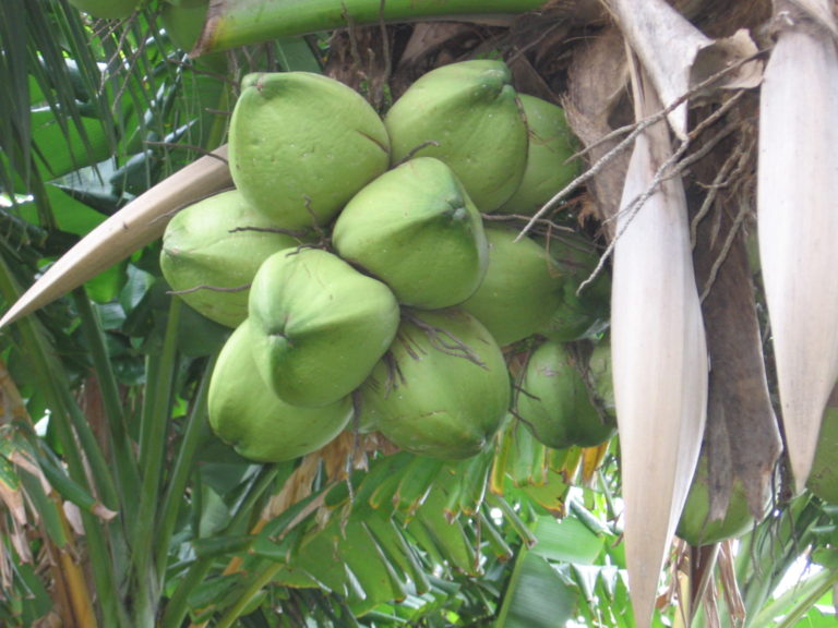 Buko or Niyog | Maribehlla