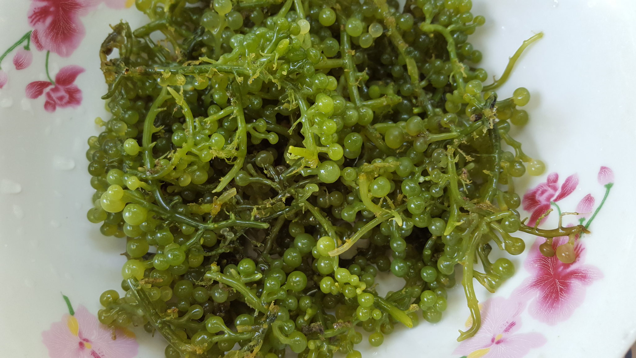 Arosep/Grape seaweed | Maribehlla