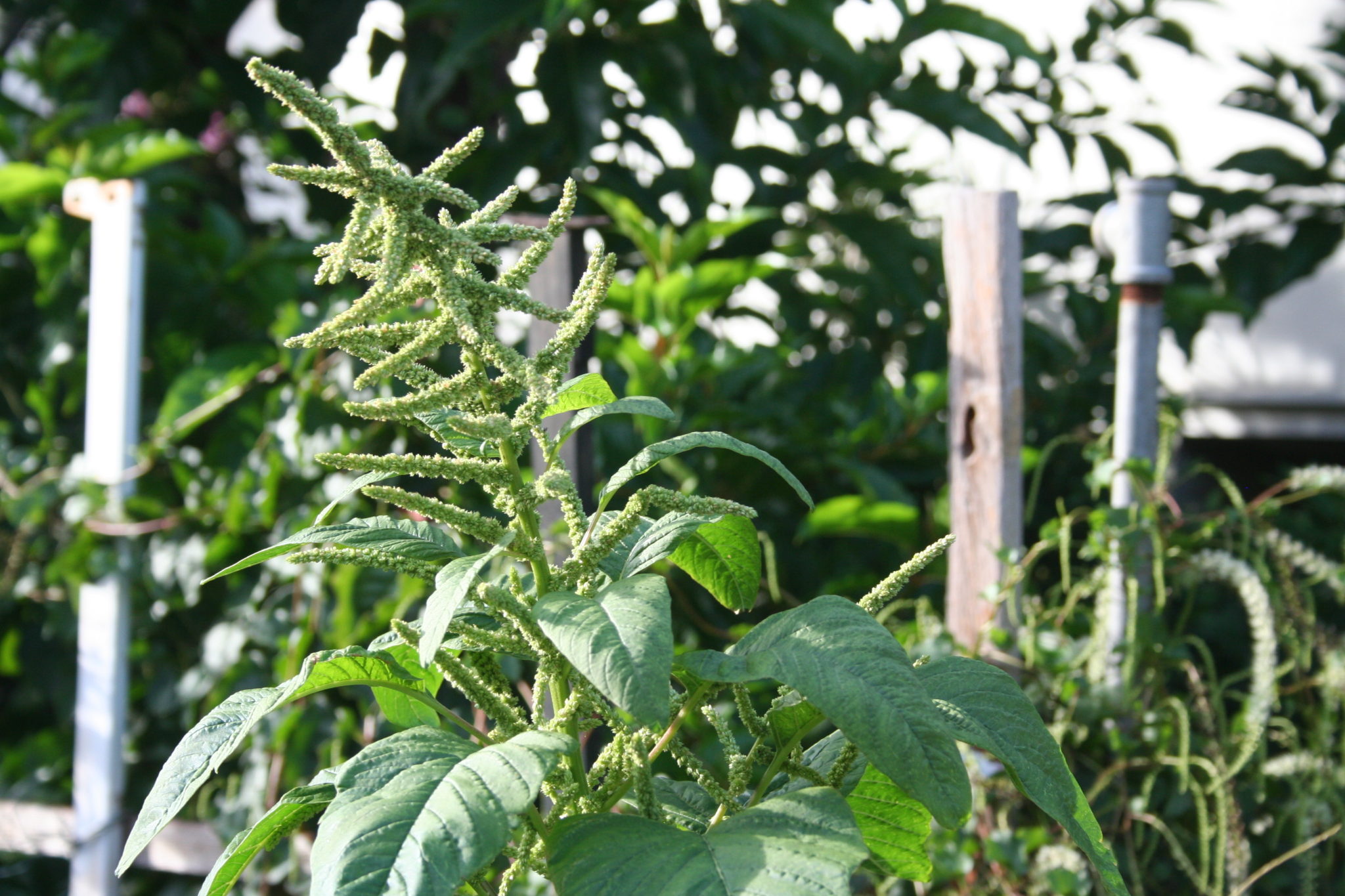 Amaranth/Kulitis | Maribehlla